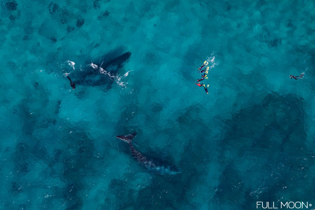 Swimming with Humpback Whales